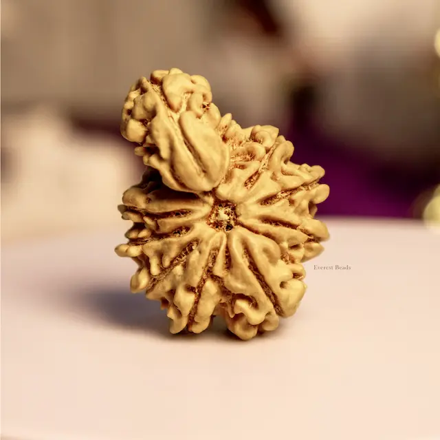 One Mukhi Sawar Rudraksha | Everest Beads