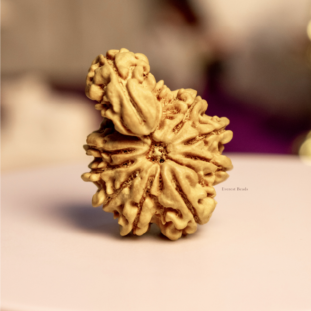 One Mukhi Sawar Rudraksha (Collector) | Everest Beads