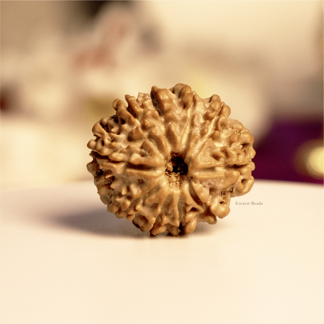 Ten Mukhi Rudraksha (Medium) | Everest Beads